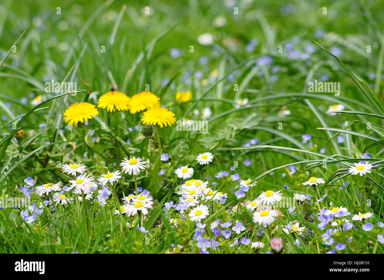 bloom, blossom, flourish, flourishing, flower, flowers, plant, spring ...