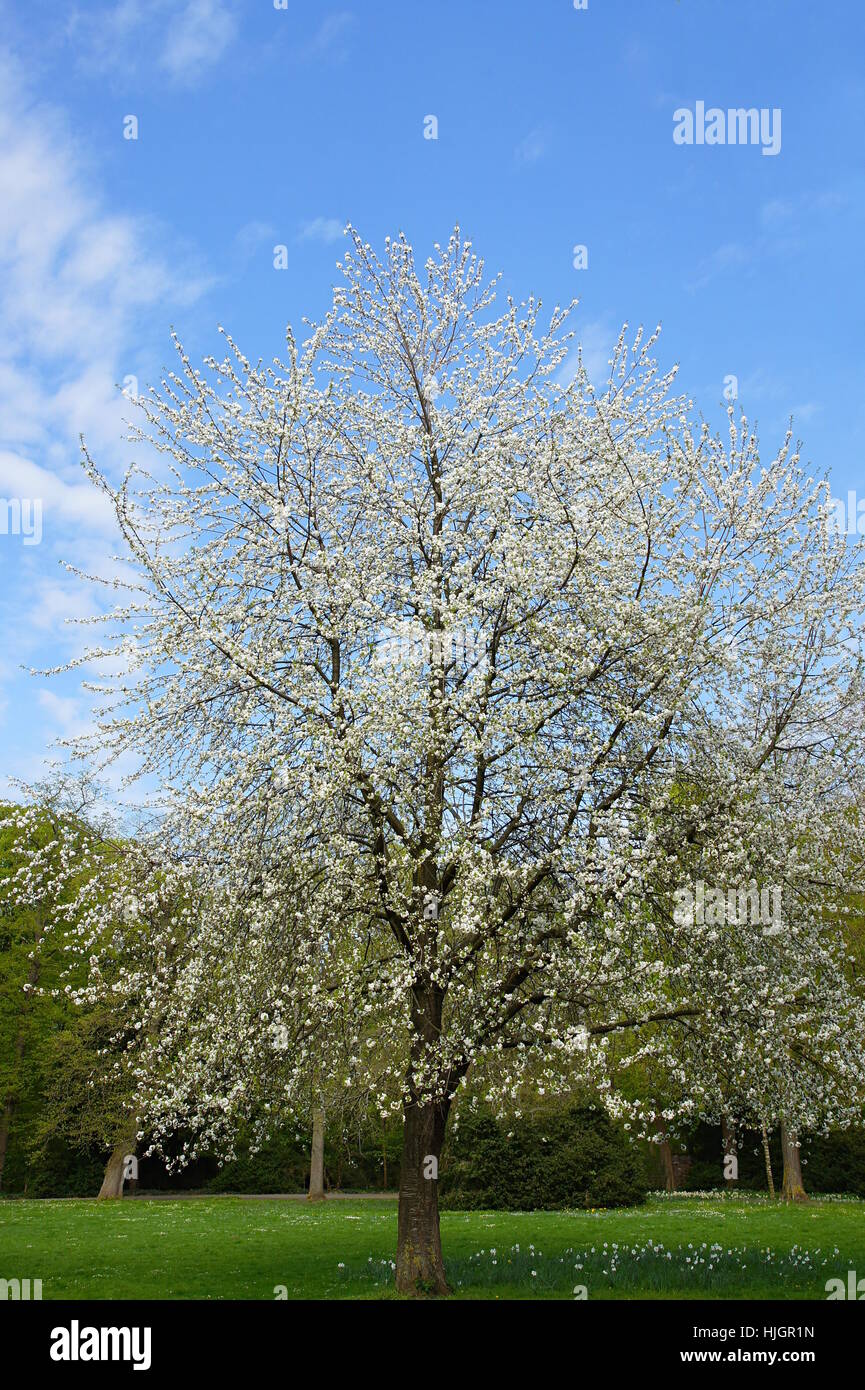 blue, tree, bloom, blossom, flourish, flourishing, blossoms, spring ...