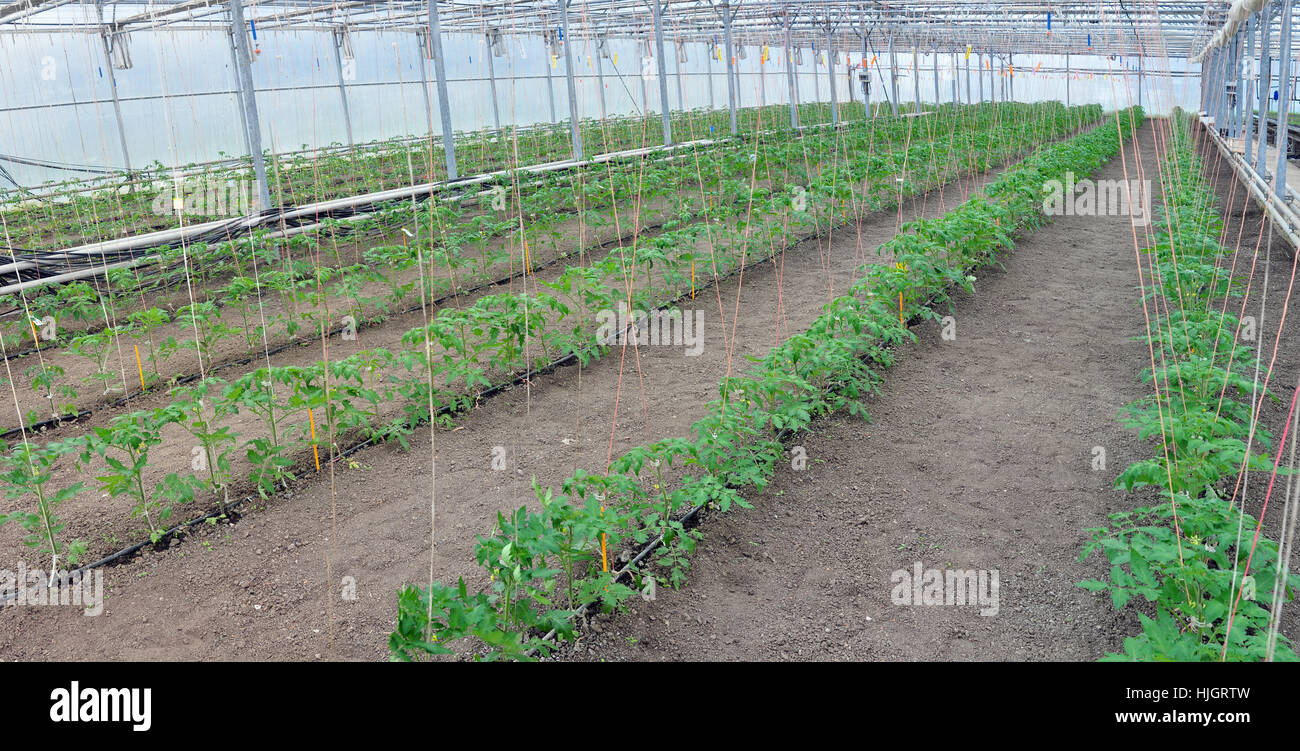 experiment, science, engineering, botany, breeding, vegetable, grow ...