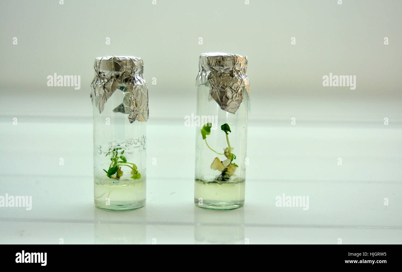 little plants in a jar genetic engineering laboratory experiment Stock ...