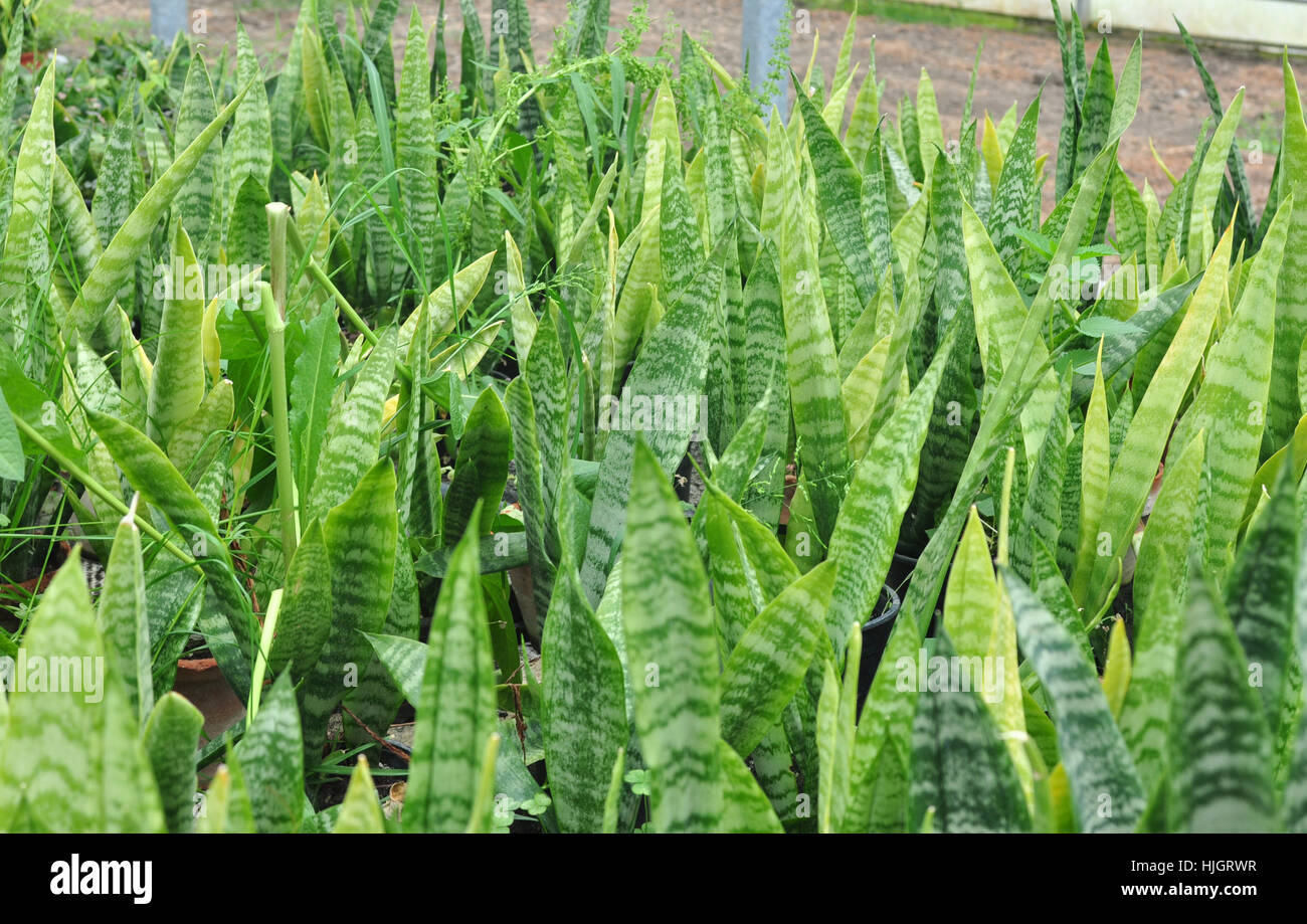 leaf, botany, snake, sword, arm, weapon, breed, nature, plant ...
