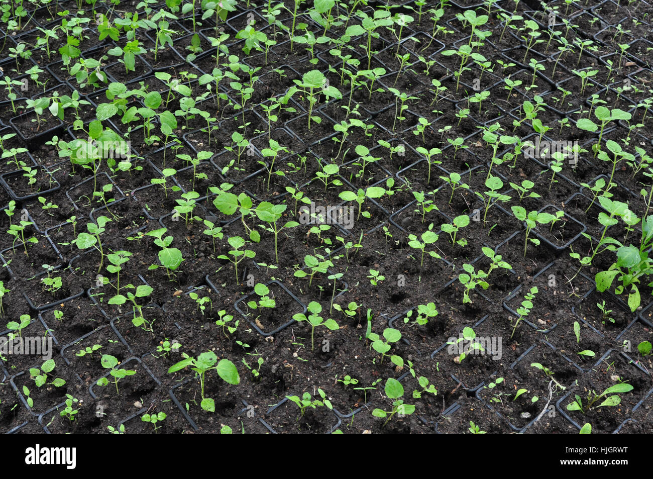 School of botany hi-res stock photography and images - Alamy