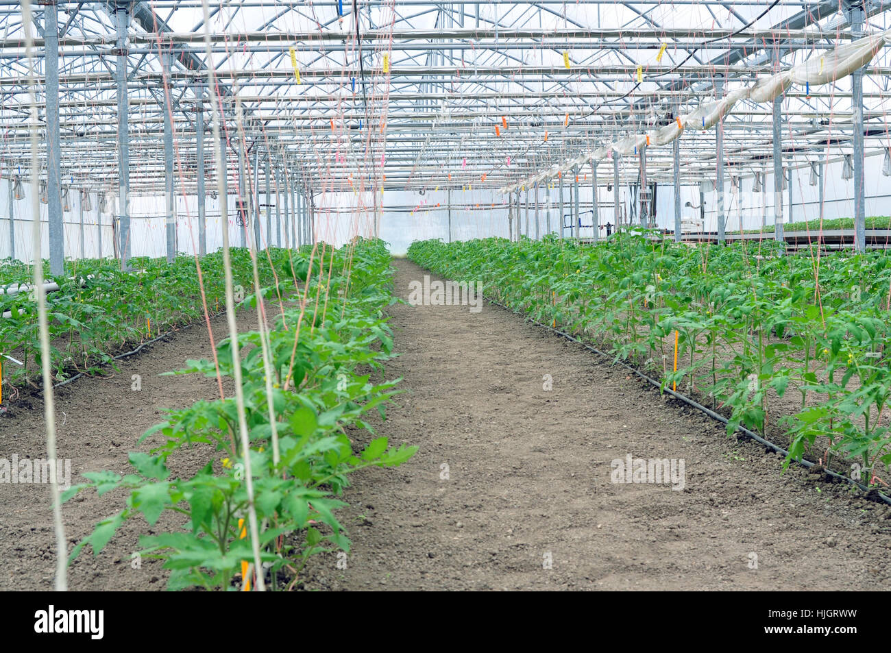 experiment, science, engineering, botany, breeding, vegetable, grow ...