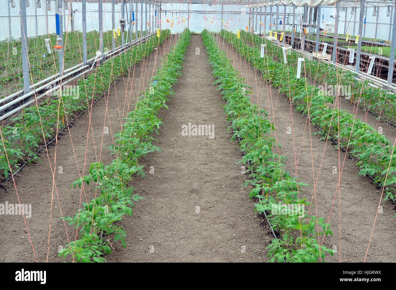 experiment, science, engineering, botany, breeding, vegetable, grow ...