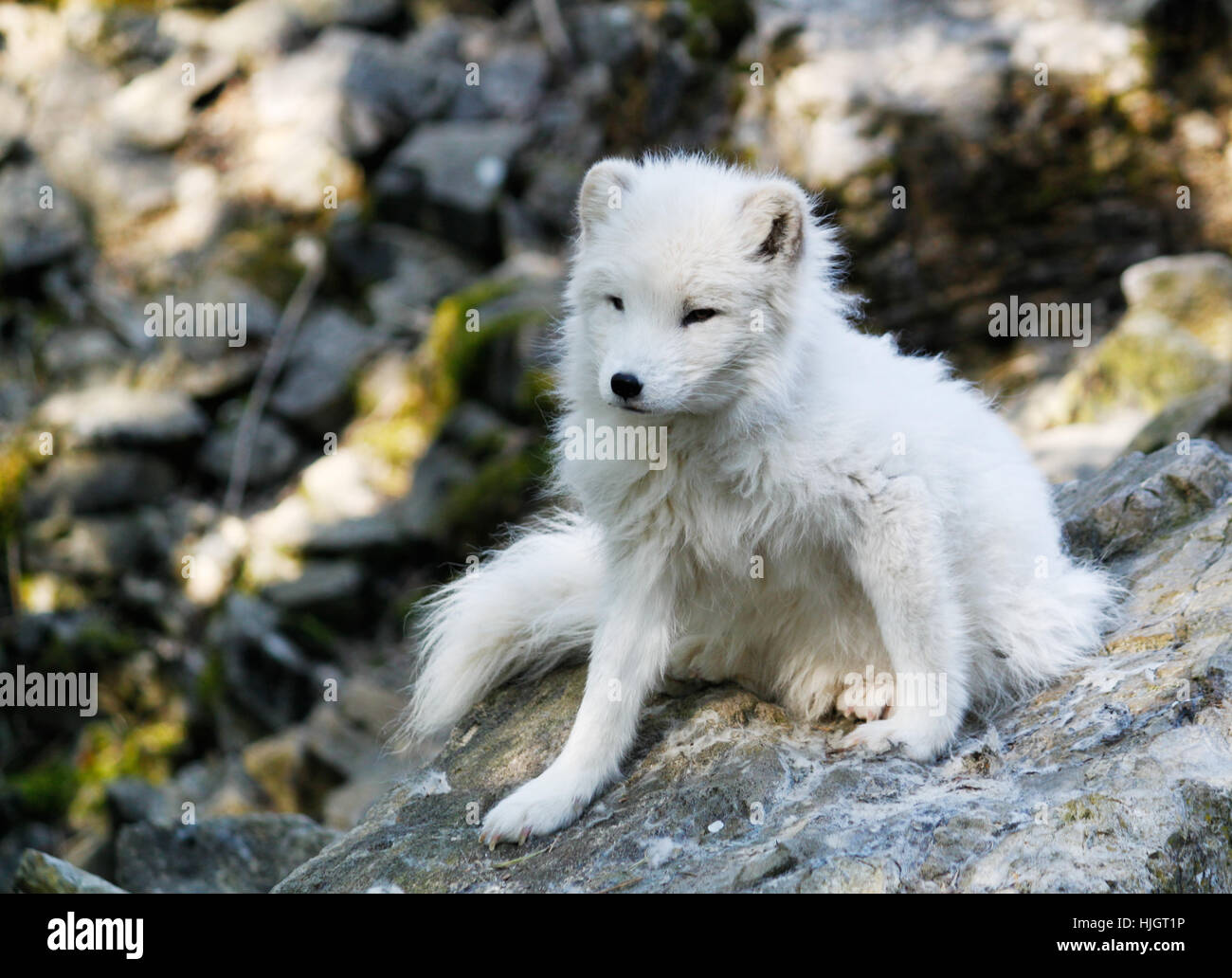 Polarfuchs hi-res stock photography and images - Alamy