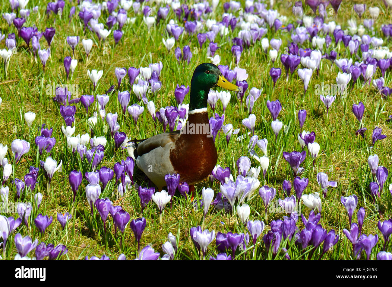 bird, flower, flowers, plant, birds, spring, crocus, duck, mallard ...