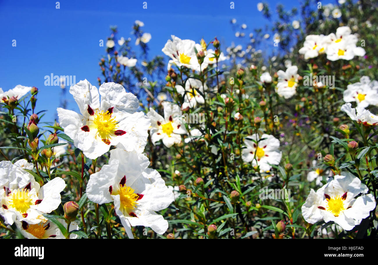 flower, plant, field, flora, leaf, environment, enviroment, flower ...