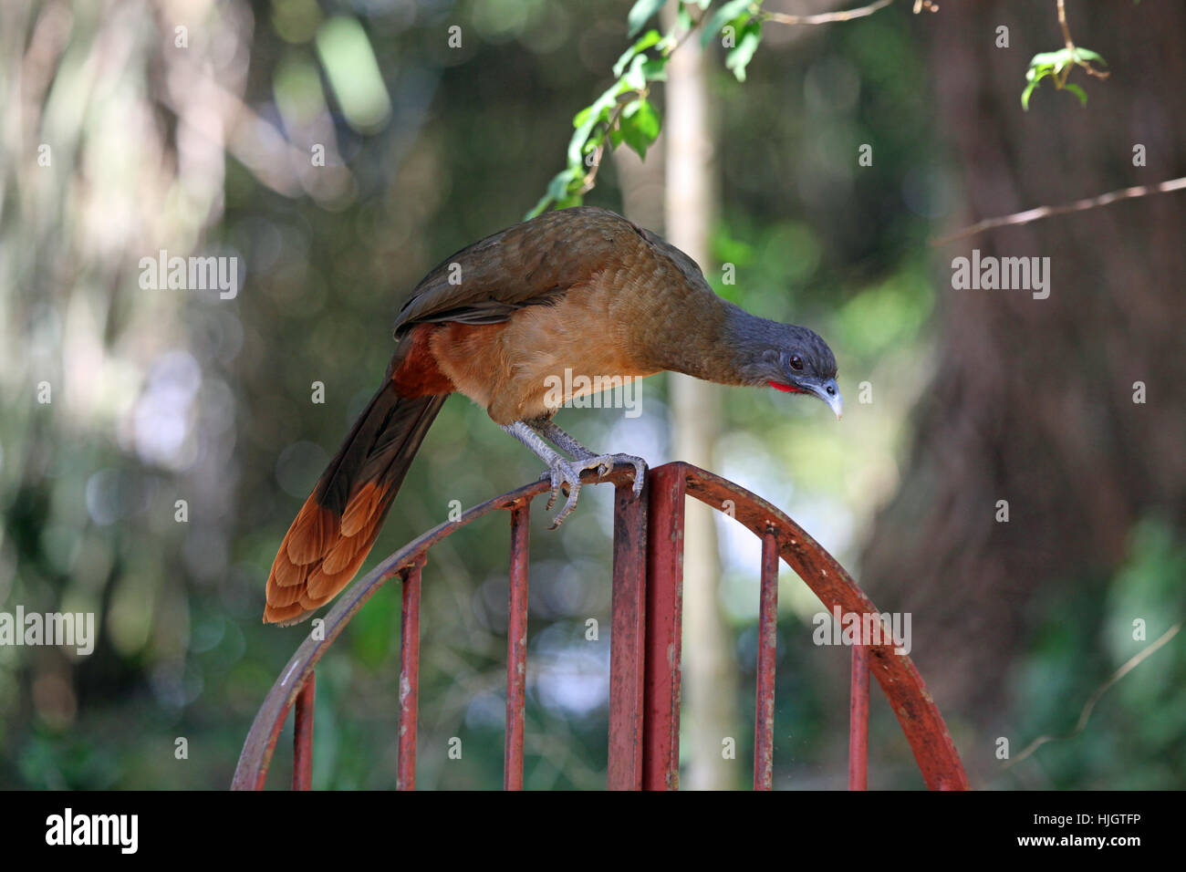 Cocrico hi-res stock photography and images - Alamy