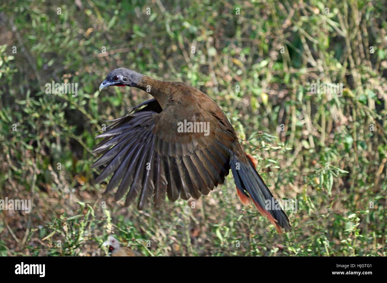 flight, caribbean, flight, caribbean, cocrico, rufous vented chachalaca ...