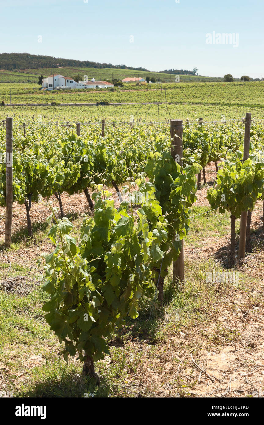 agriculture, farming, vineyard, spring, wineyard, vine, grape vine ...