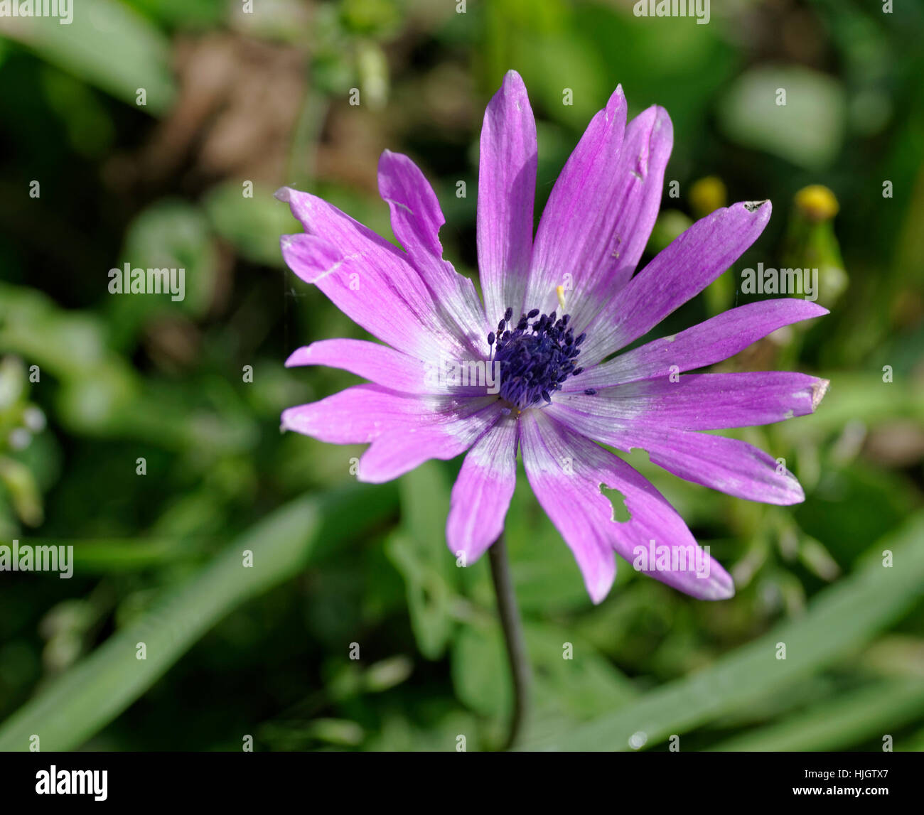 flower, plant, garden, flower, plant, bloom, blossom, flourish ...