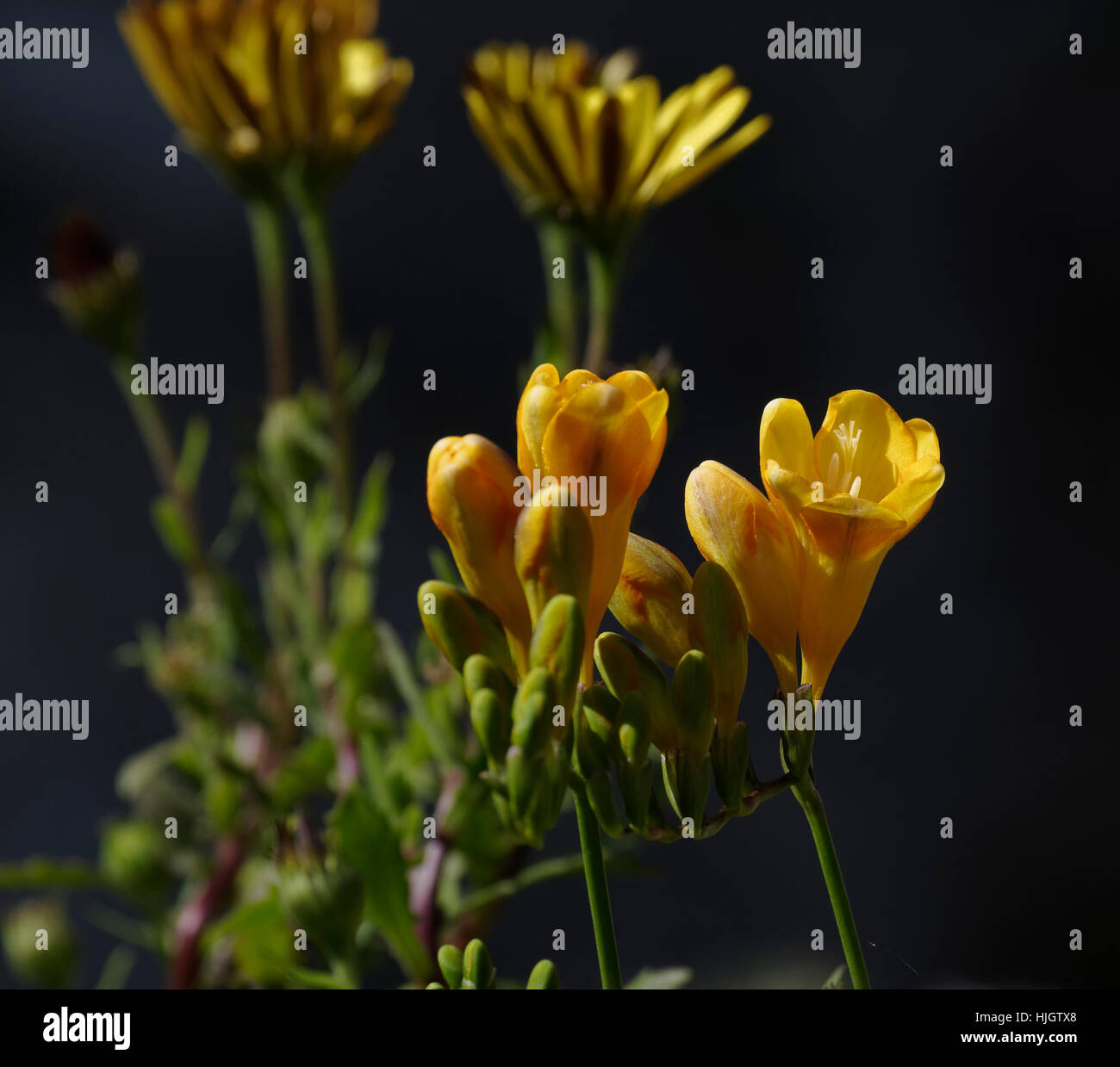 plant of fresia in a garden Stock Photo - Alamy