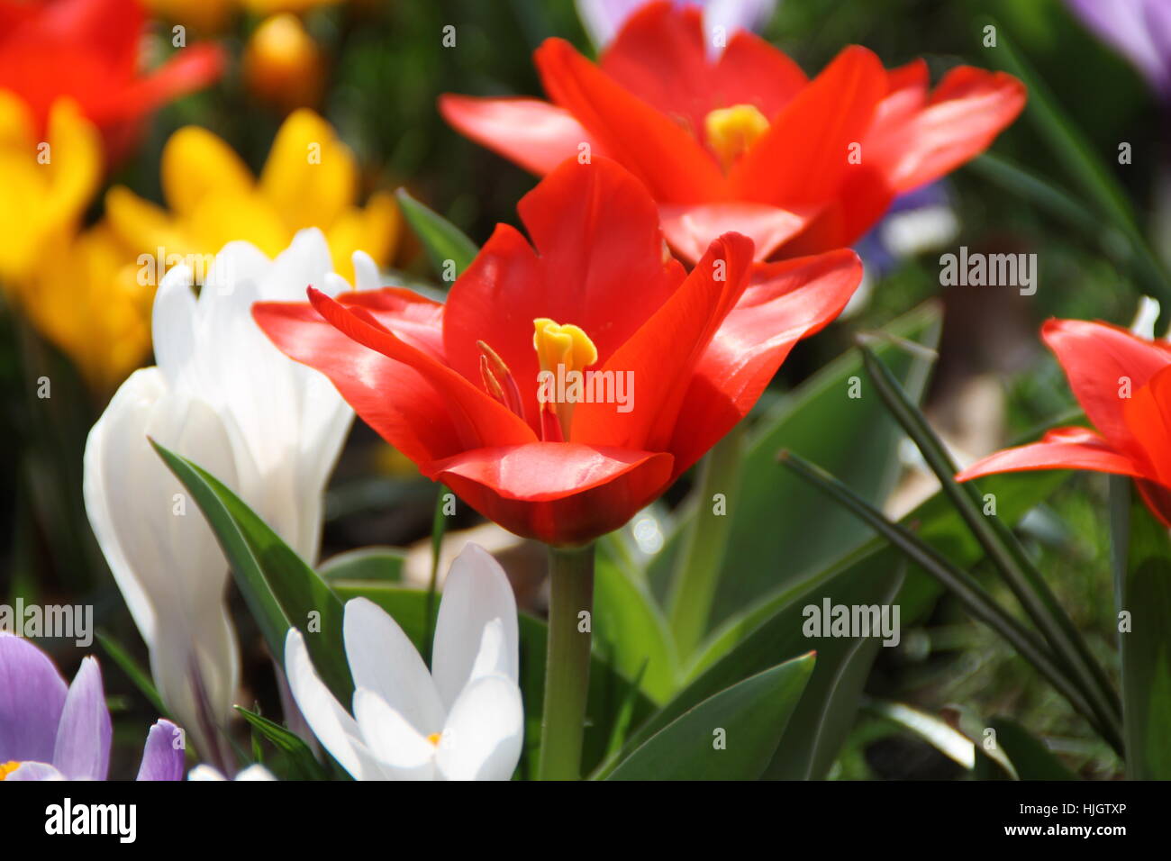 Red Bloomers High Resolution Stock Photography and Images - Alamy