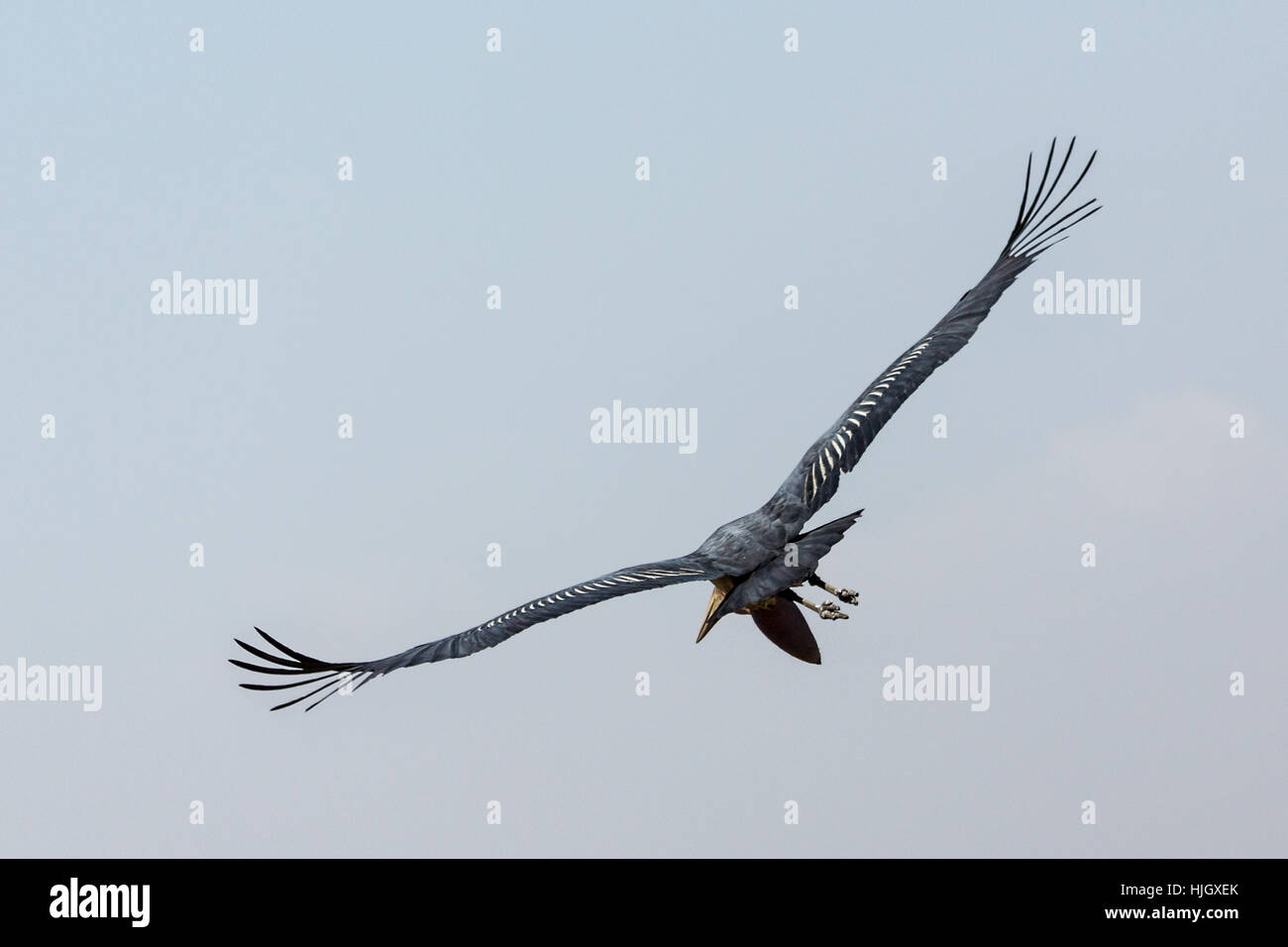 flight, animal, bird, wildlife, fly, flies, flys, flying, big, large ...