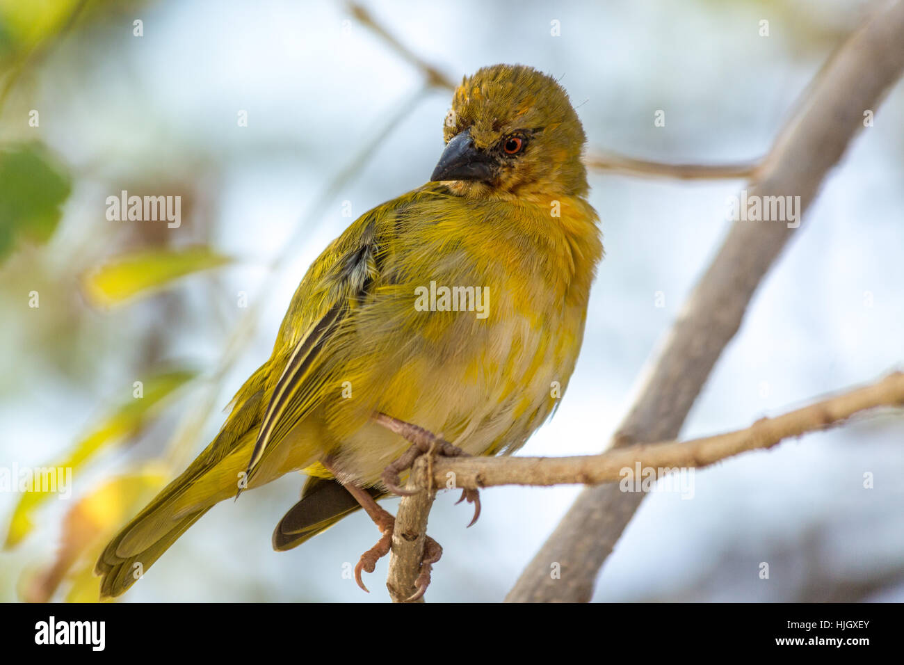 animal, bird, wildlife, wings, nature, animal, bird, small, tiny ...