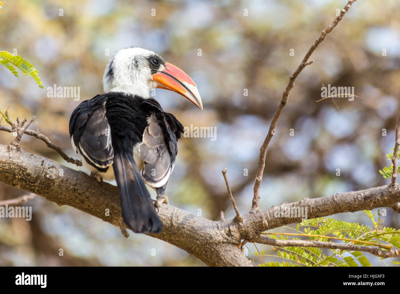 animal, bird, africa, wildlife, animal, bird, fauna, wild, black ...