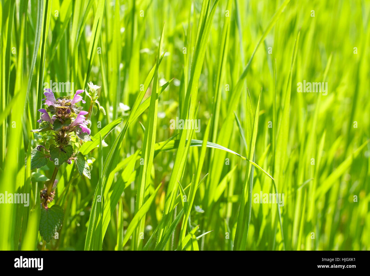 eco, environment, enviroment, flower, plant, botanical, meadow, grass ...