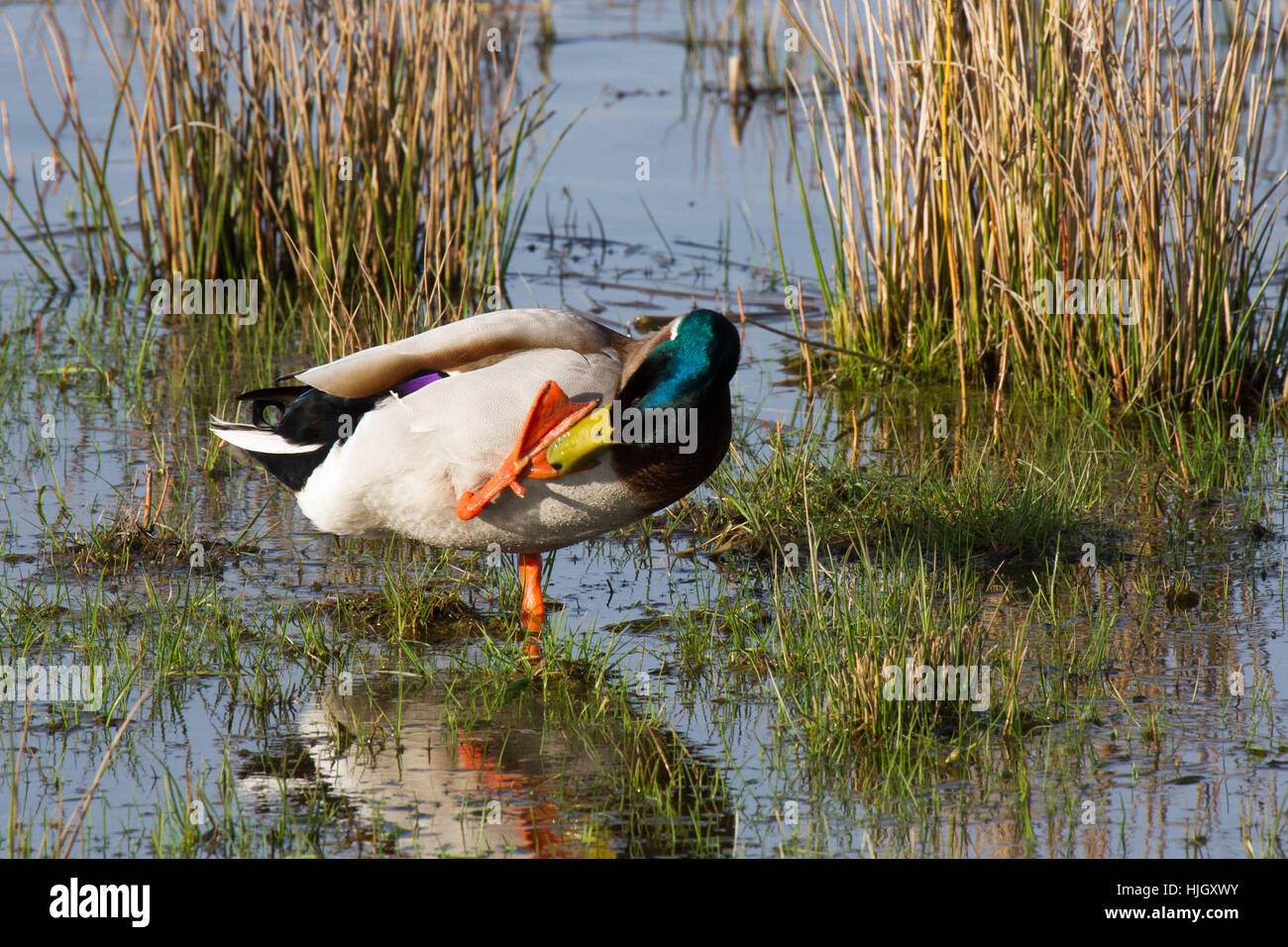 animal, bird, fauna, wild, male, masculine, spring, bouncing, bounces ...