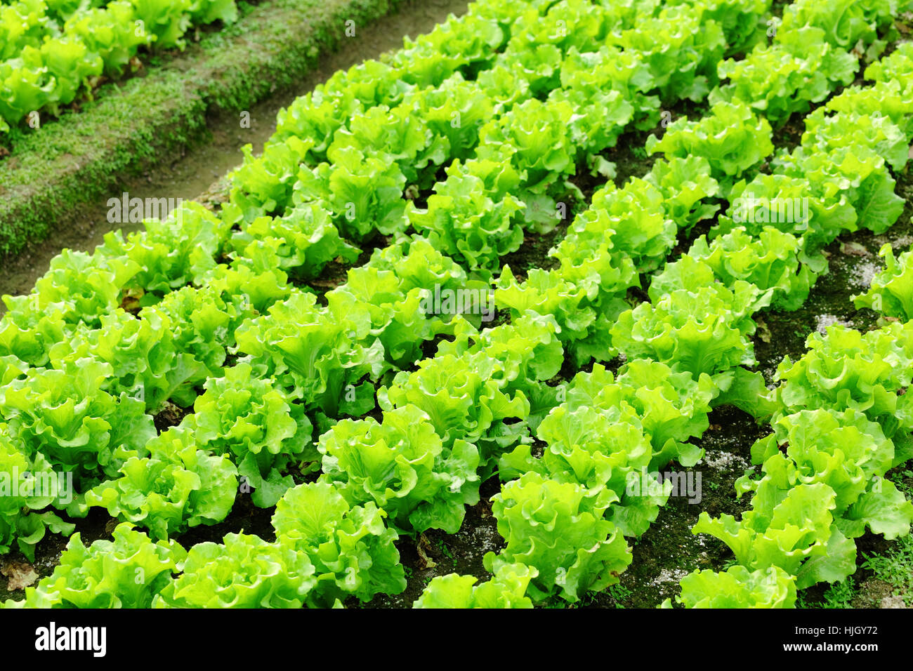 food, aliment, leaf, agricultural, industry, ground, soil, earth, humus ...