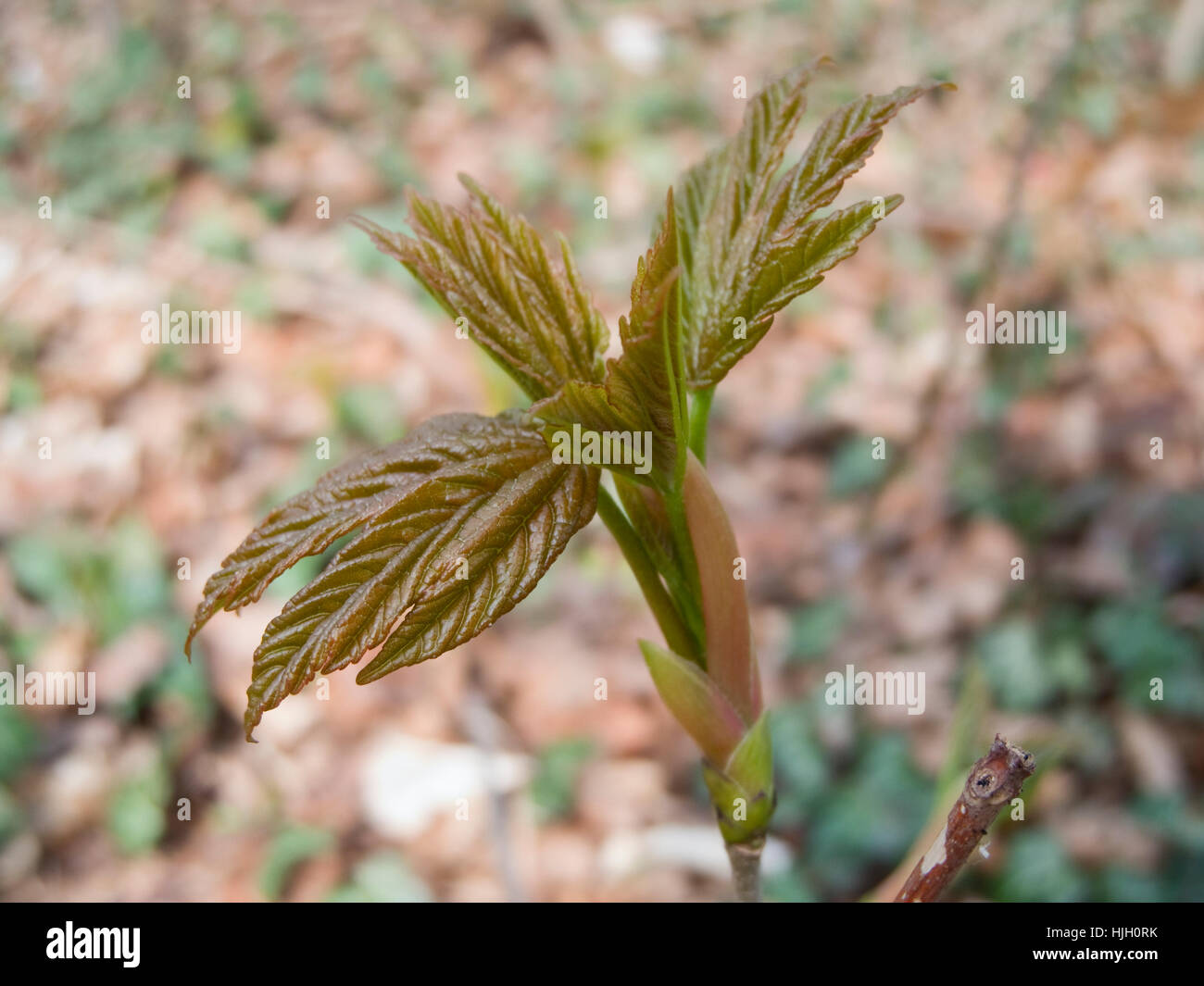 detail, closeup, maple, rise, climb, climbing, ascend, uphill, tread ...