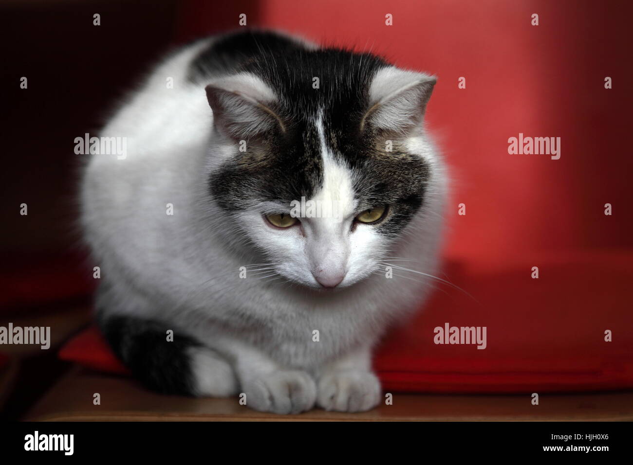 animal, pet, pussycat, cat, domestic cat, meditative, animal, pet, eyes ...