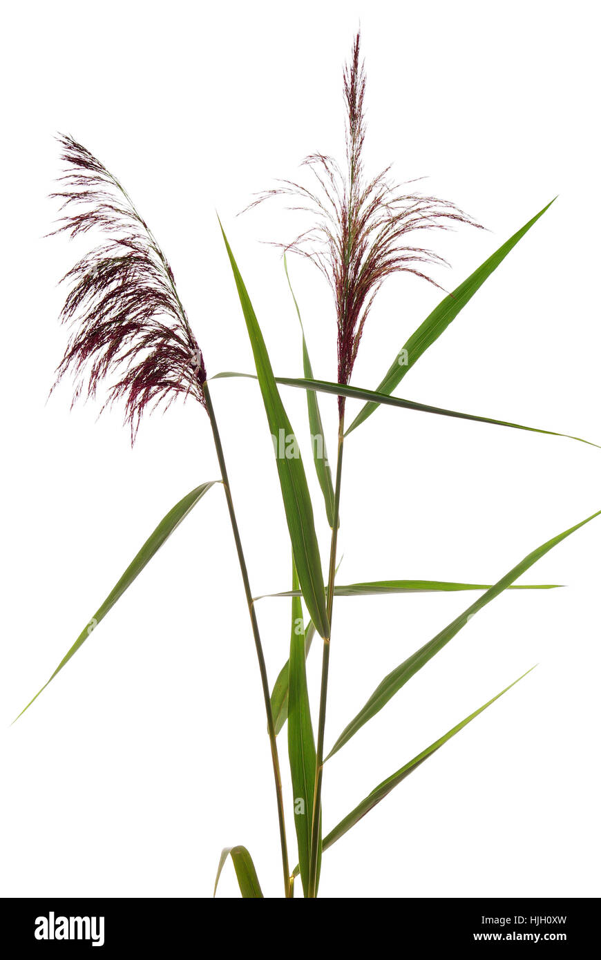 leaf, flower, plant, stalk, stem, root stock, rhizome, reed, straw ...