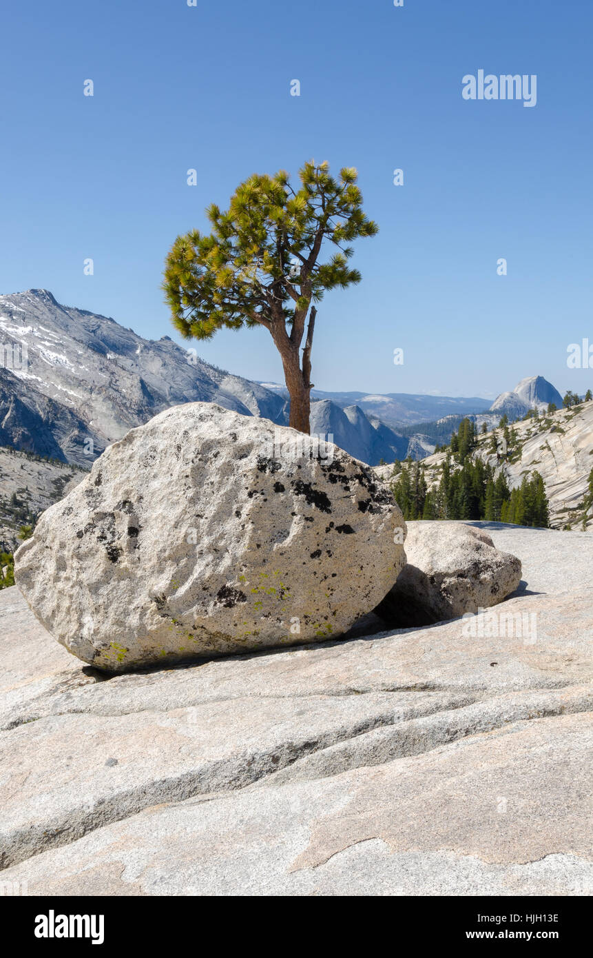 tourism, trunk, vegetation, environment, enviroment, tree, trees ...