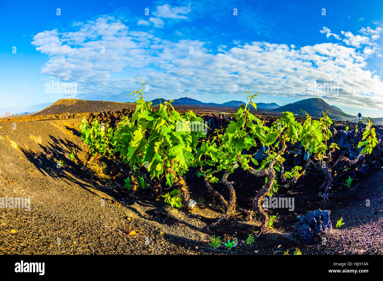 Dried soil vineyard hi-res stock photography and images - Alamy