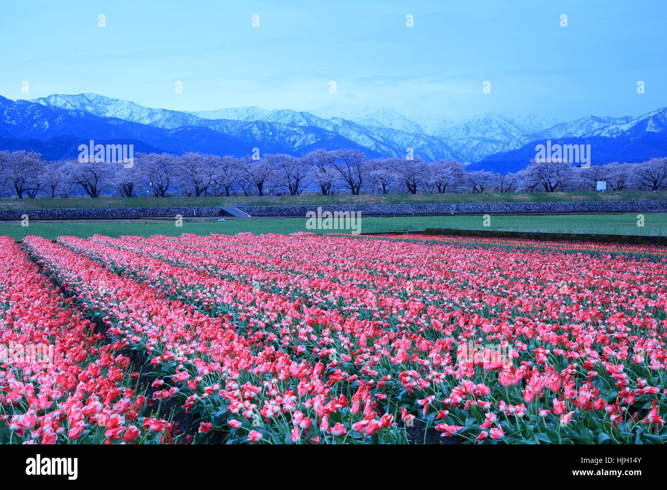 flower, plant, tulips, spring, tulip, daybreak, morning, nature ...