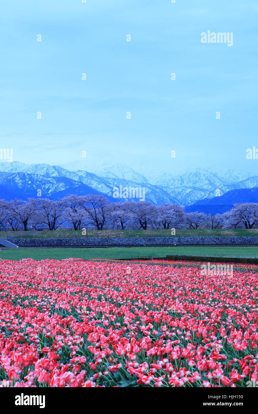 flower, plant, tulips, spring, tulip, daybreak, morning, nature ...
