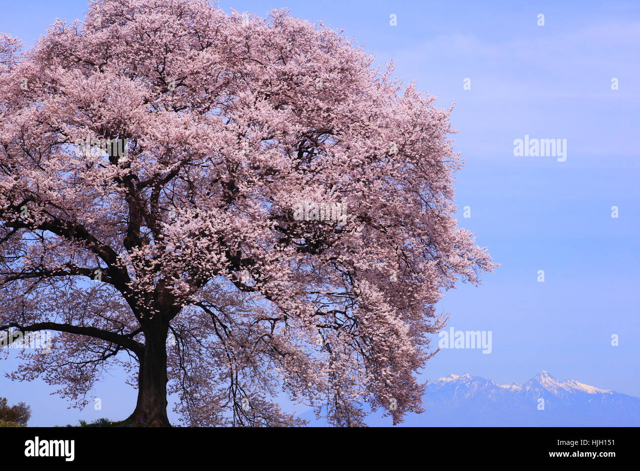 flower, plant, spring, april, bloom, blossom, flourish, flourishing ...