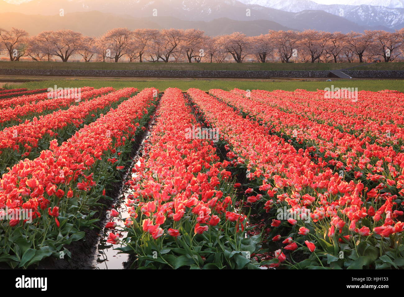 flower, plant, sunrise, tulips, spring, tulip, dawn, daybreak, shine ...