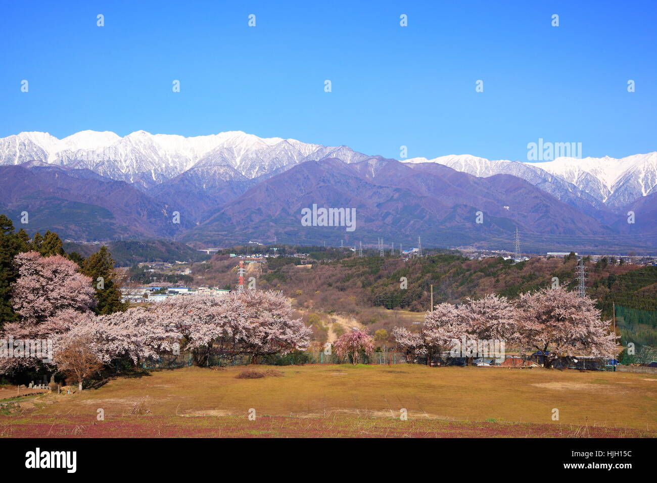 flower, plant, spring, japan, april, mountain, nature, beautiful ...