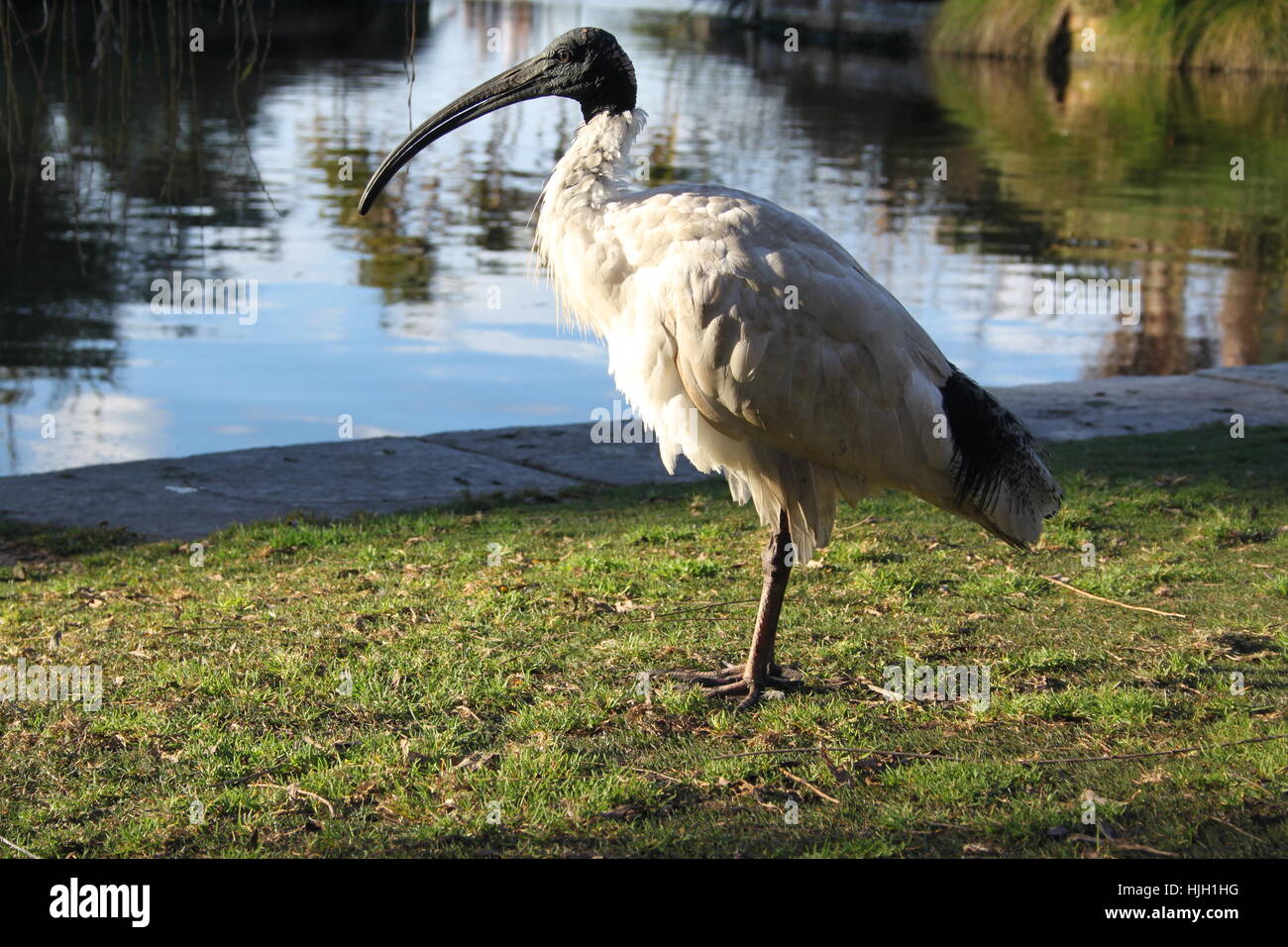 legs, tree, trees, bird, animals, australia, native, feathers, bush ...
