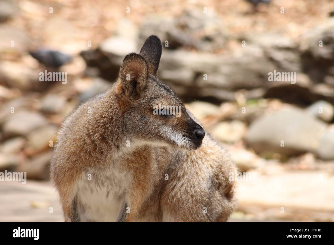 sweet, animal, australia, native, south, wildlife, kangaroo, fern ...