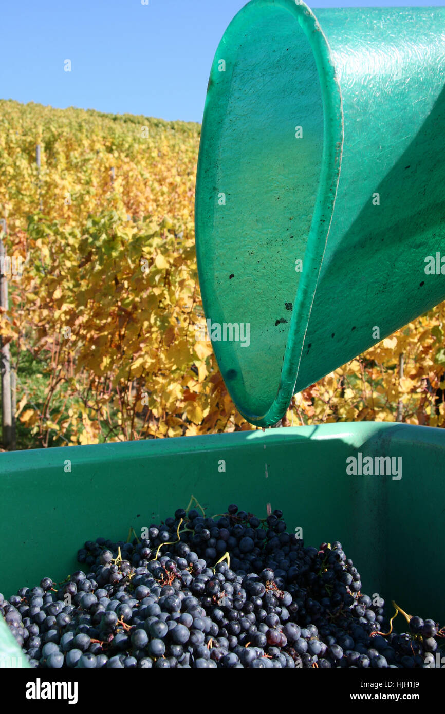 grapes, vintage, vine, grape vine, grape-vine, harvest, agriculture ...
