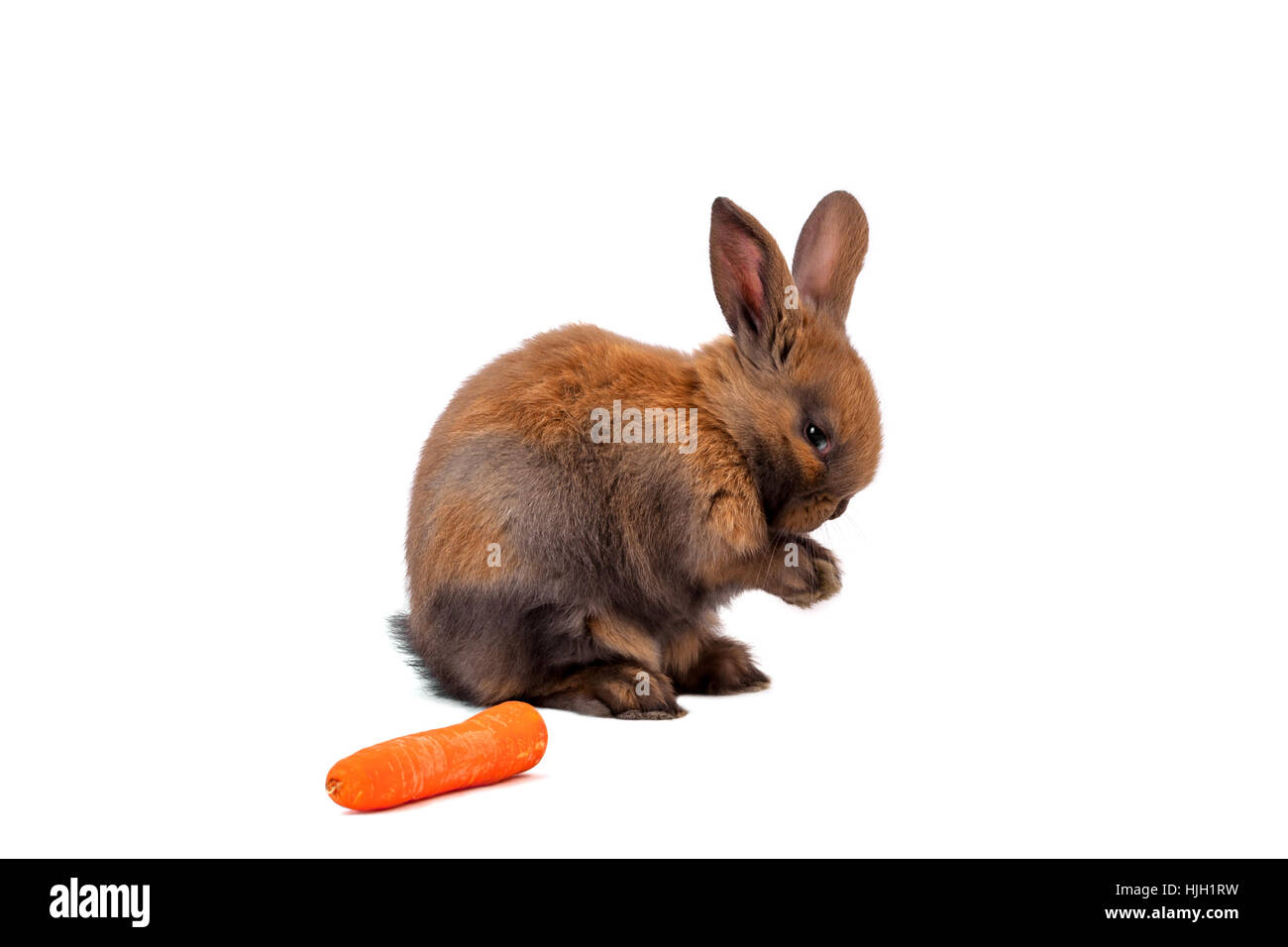 rabbit with carrot Stock Photo - Alamy