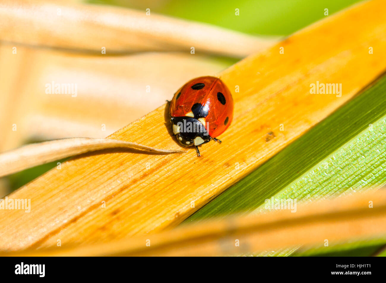 Wonderful Ladybug High Resolution Stock Photography and Images - Alamy