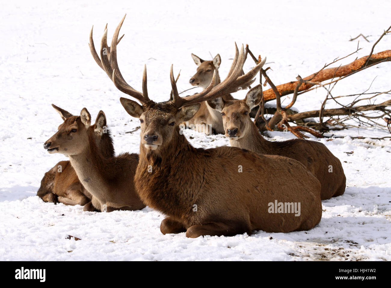 wild, horns, deer, deer stag, antlers of a stag, hart, stag, big, large ...