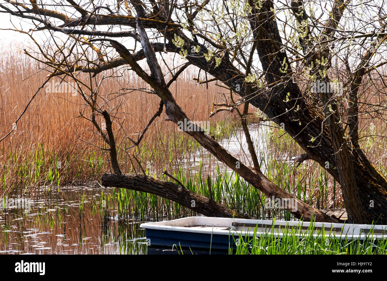 Yellow marsh dock hi-res stock photography and images - Alamy