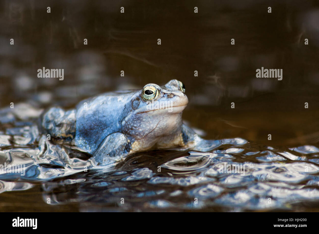 blue, amphibians, frog, spawn, blue, amphibians, frog, spawn ...