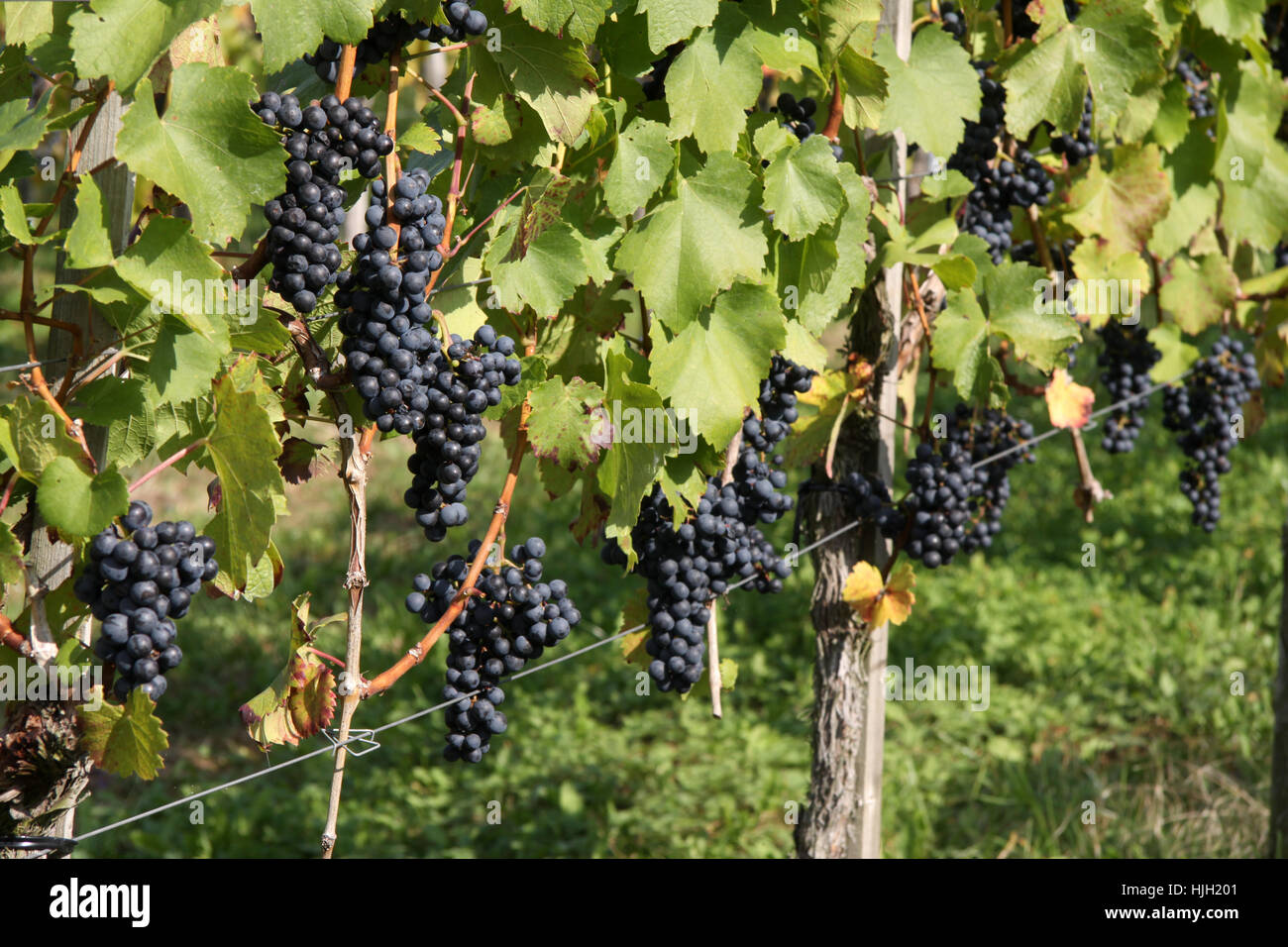 vines, viticulture, vine, grape vine, grape-vine, grape, agriculture ...