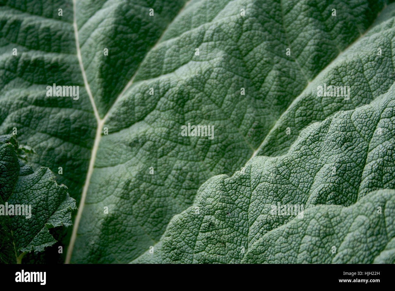 green, decorative plant, structure, page, sheet, plant, texture, botany ...