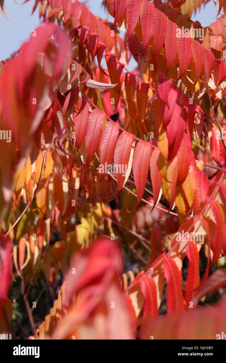 coloured, colourful, gorgeous, multifarious, richly coloured, pennant ...