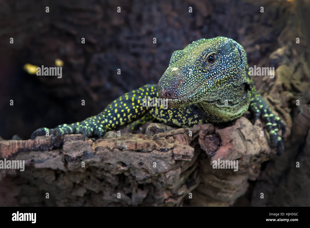 saurian, iguana, tree, trees, green, saurian, jungle, branch, iguana ...