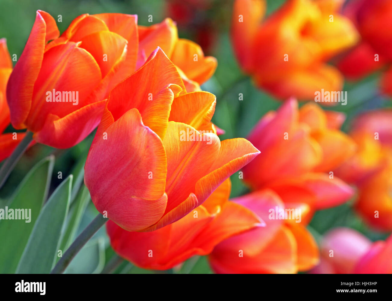 Ecru color hi-res stock photography and images - Alamy