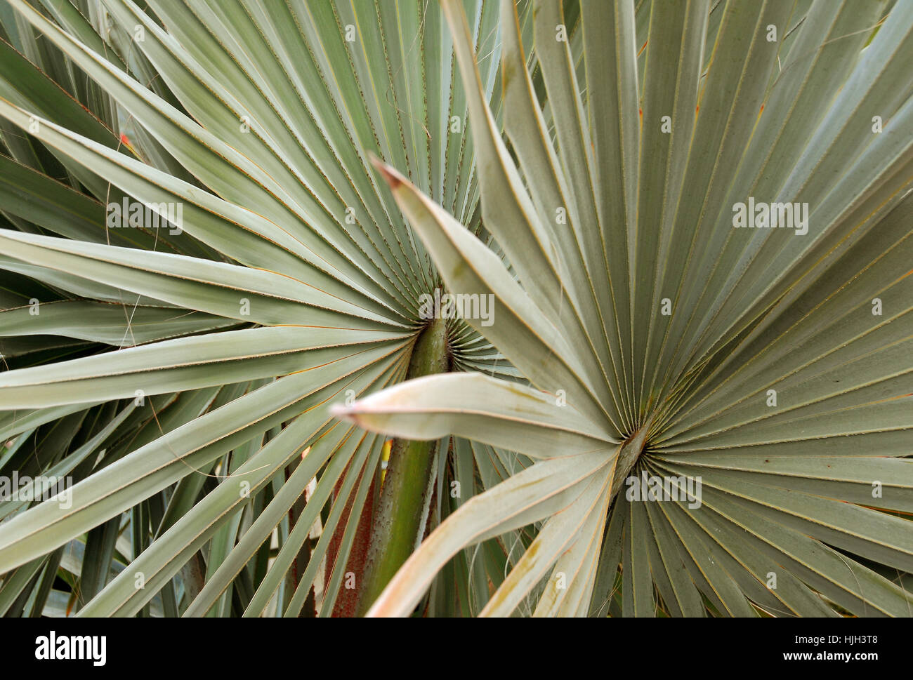 leaf, colour, tree, symmetry, shape, tropical, palm, design, shaping ...