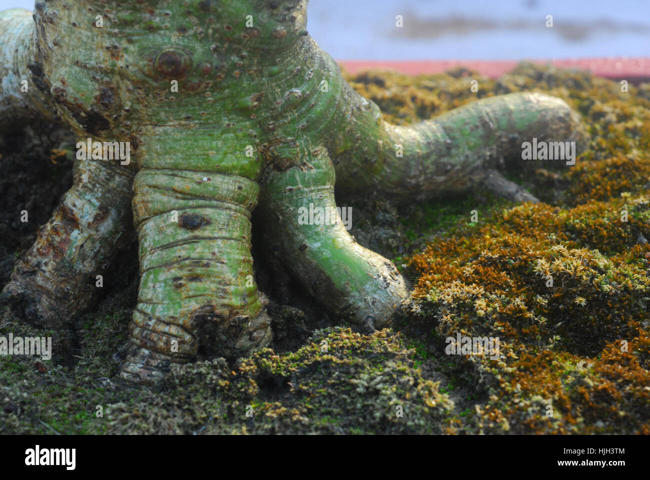 firm, firmly, wood, ground, soil, earth, humus, root, gardening, absorb ...