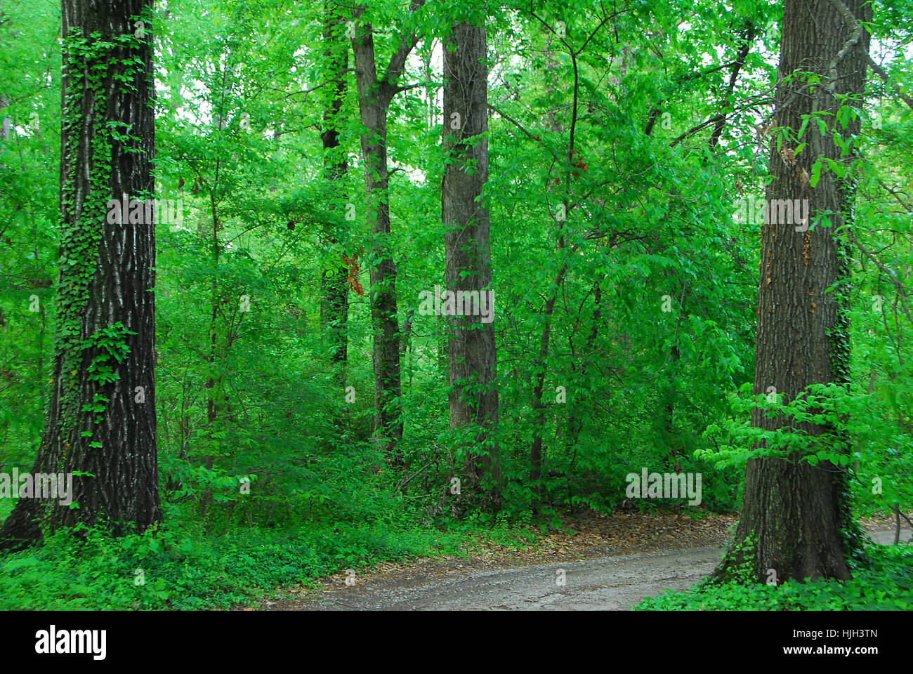 tree, park, wood, leaves, attraction, jungle, evergreen, growth ...