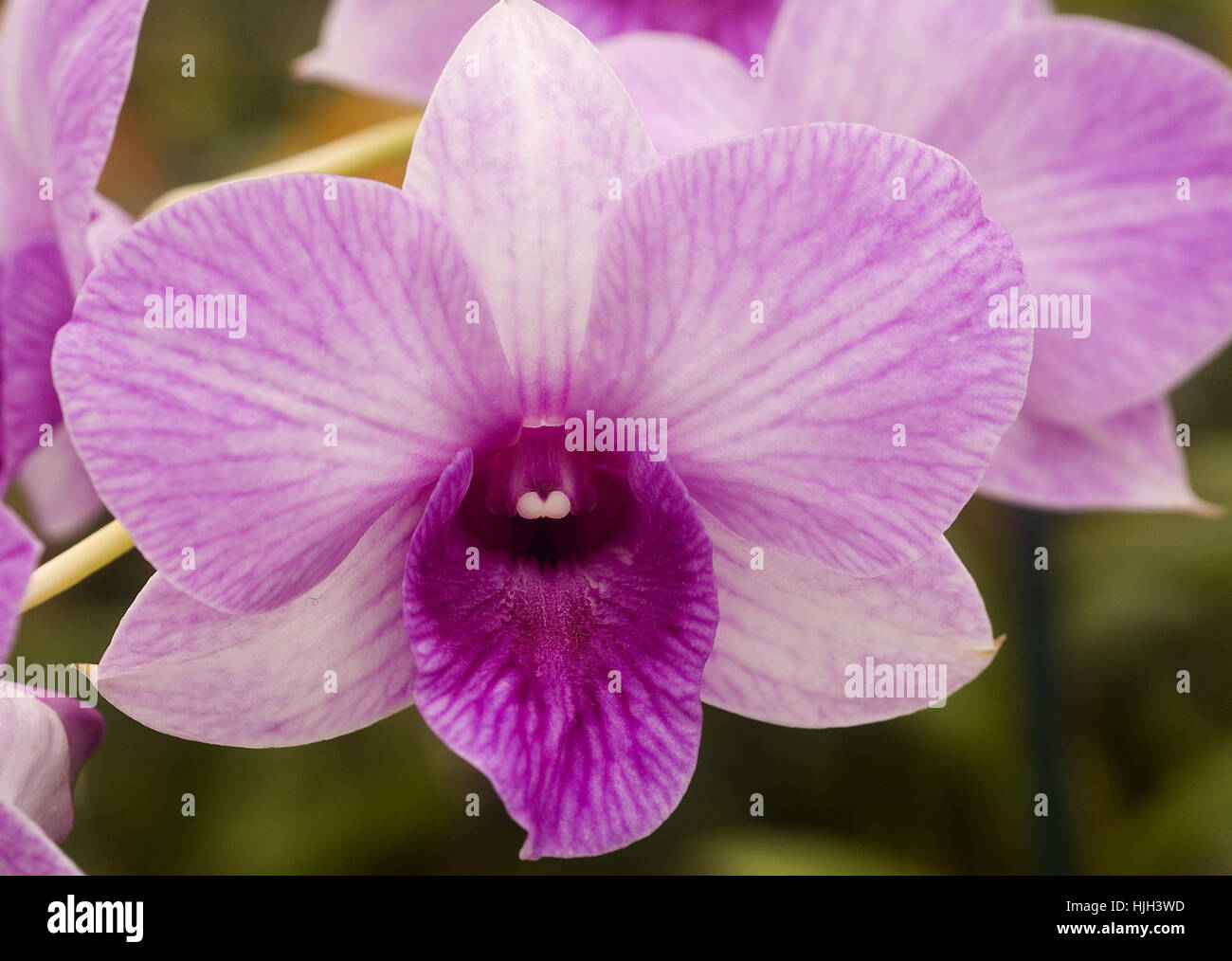 closeup, garden, flower, plant, bloom, blossom, flourish, flourishing ...